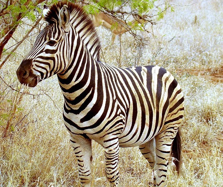 En-Uk's Animal Blog: Equus zebra En-Uk's Animal Blog: Equus zebra