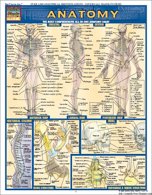 Download Free Book Series: BarCharts QuickStudy Anatomy Vol 1