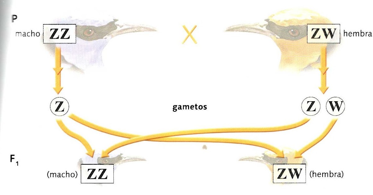 La Herencia Biológica: La determinación del sexo. Sistema ZZ / ZW