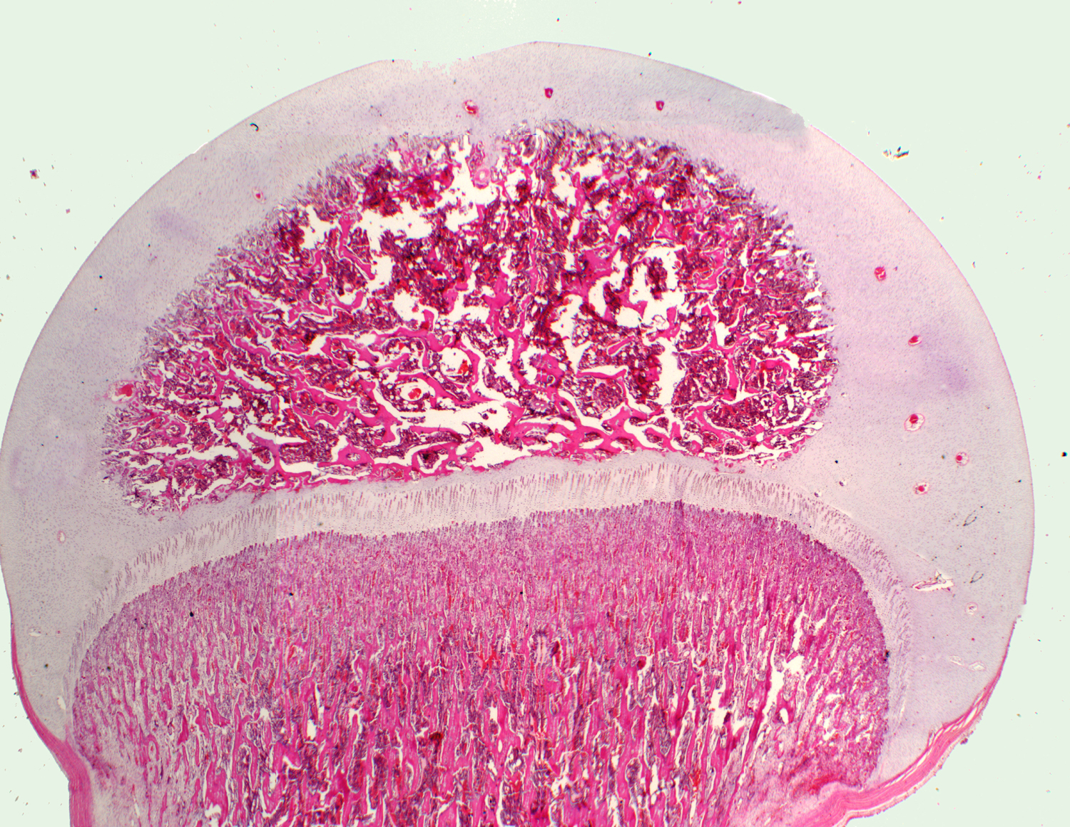 Notes From A Medical Student Histology Hand written Notes For Second notes-from-a-medical-student-histology-hand-written-notes-for-second