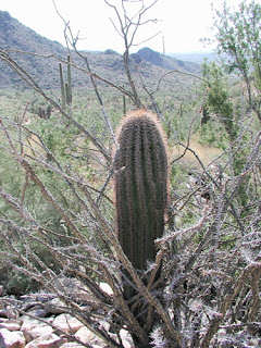 A Cactus a Day: Saguaro life cycle -- the early years