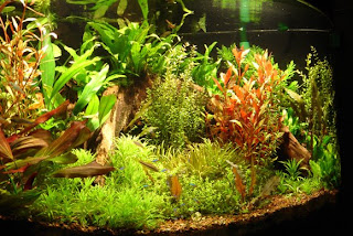 Fresh Water Aquarium fish: Aquarium Plants - Artificial Vs Real