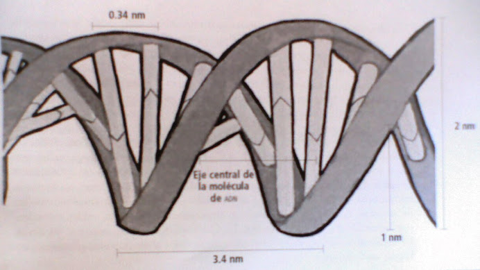 BIOLOGIA II: ESTRUCTURA DEL ADN