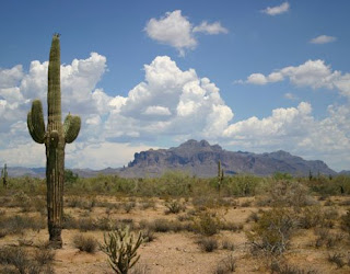 Sonoran Desert Information