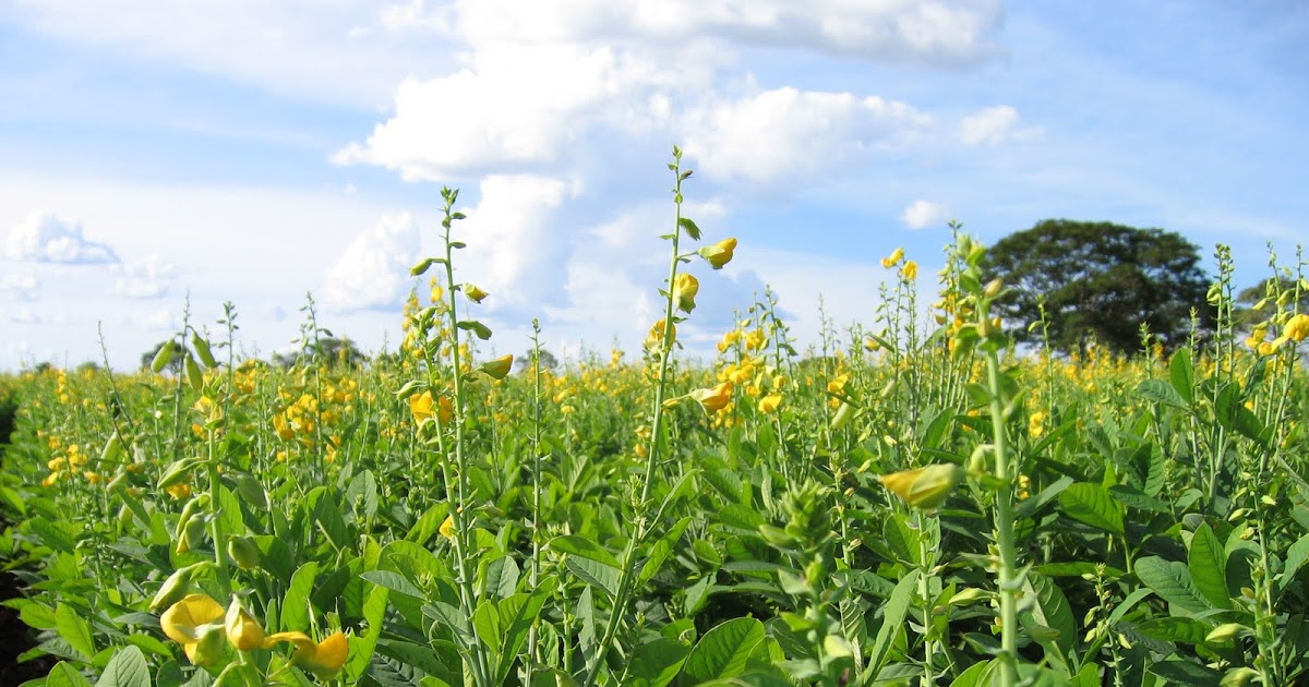 Semillas de leguminosas forrajeras - Abonos verdes: Ventajas al usar leguminosas - Leguminutre