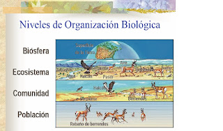 apoyo octavo: niveles de organización biológica