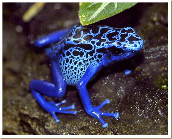 10 Most Poisonous Animals In The World Funnywebpark 10-most-poisonous-animals-in-the-world-funnywebpark