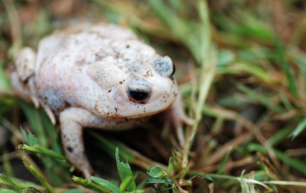 MObugs Albino Toad mobugs-albino-toad