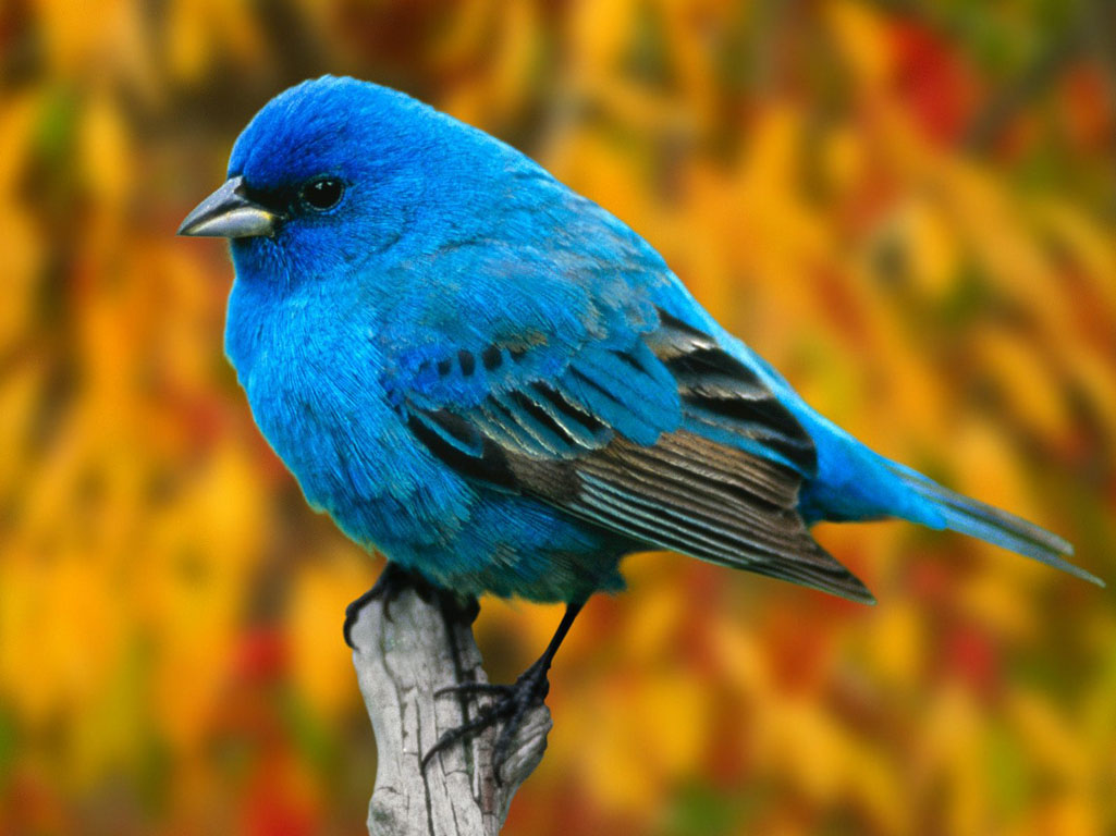 Colorful Birds Wallpapers 1024x768 colorful-birds-wallpapers-1024x768