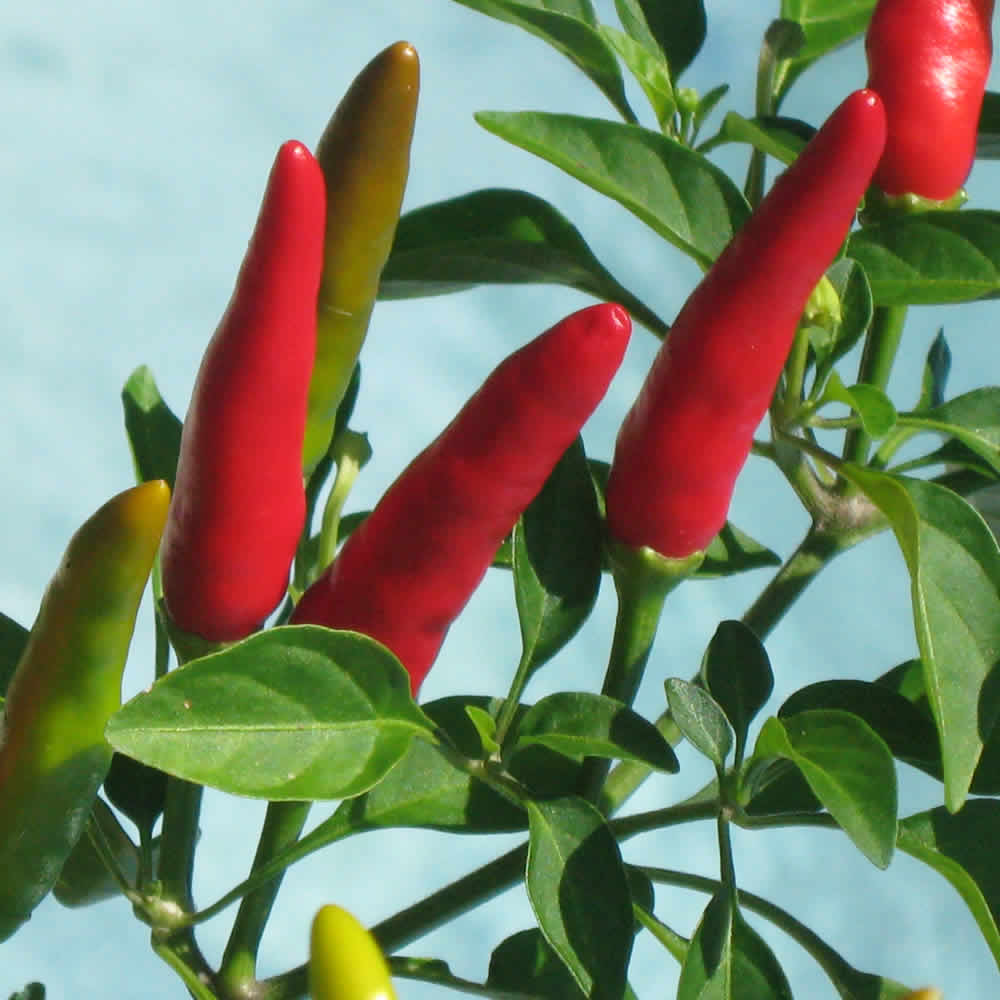Kenyo Of Pensacola Potted Peppers kenyo-of-pensacola-potted-peppers
