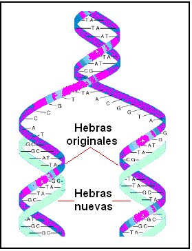 (PDF) 1.- COMPOSICIÓN QUIMICA DE LOS ÁCIDOS NUCLEICOS · PDF fileCada molécula tiene una ...