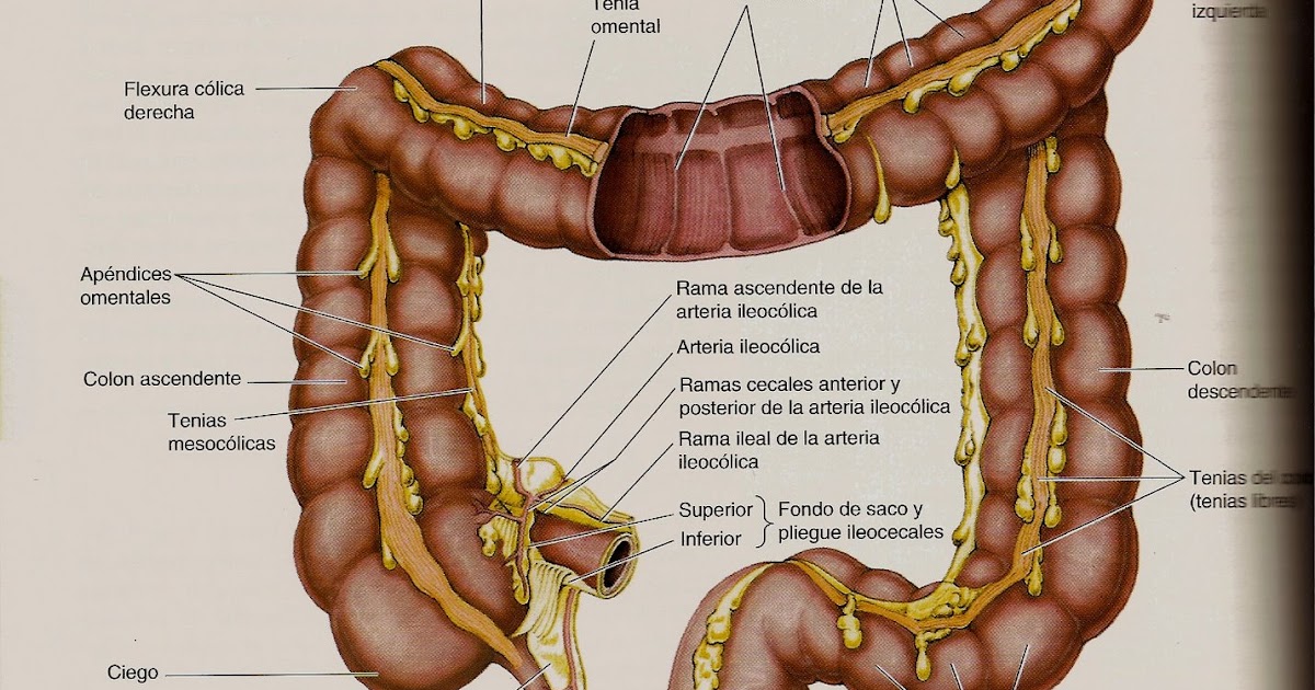 EL COLON: EL COLON se divide en...