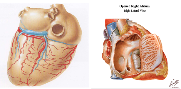 Corazon anatomia netter - Imagui