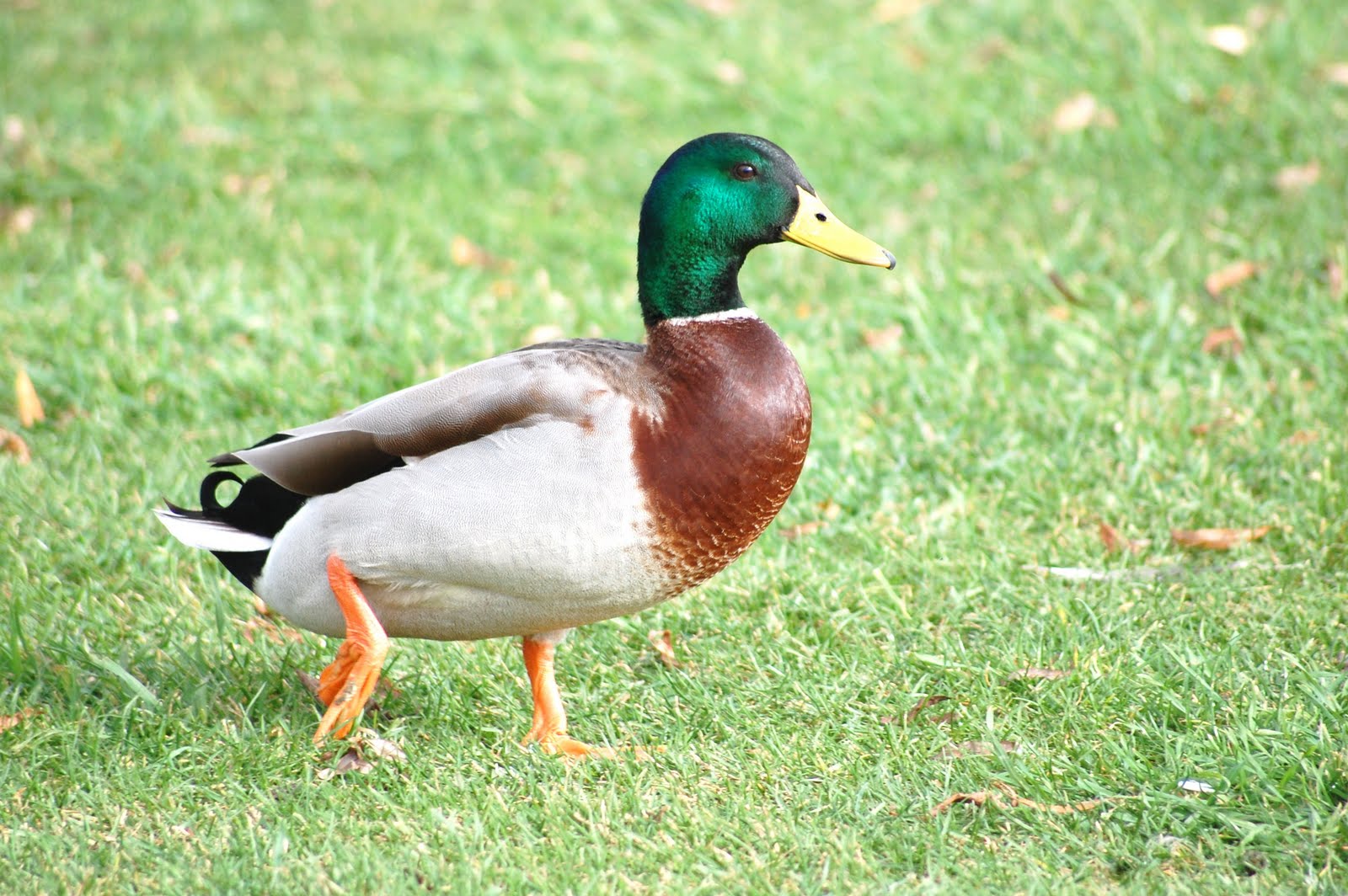 TERRA DAS AVES: Pato-real (Anas platyrhynchos) TERRA DAS AVES: Pato-real (Anas platyrhynchos)