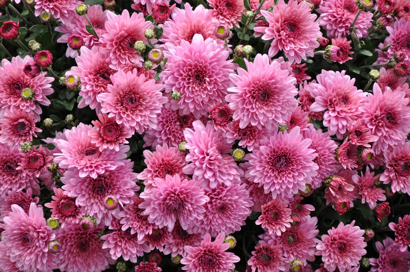 LE MAXIMUM: 4 fonds d'écran de fleurs (gratuits)