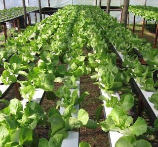 Cultivo Hidropónico: Sistema de Raíz flotante