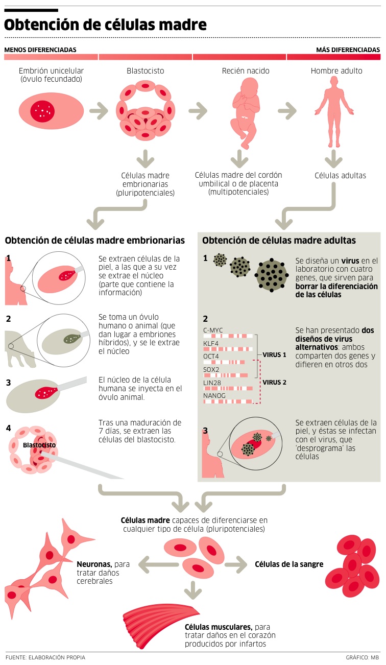 Conservación de células madre | Crio Cord