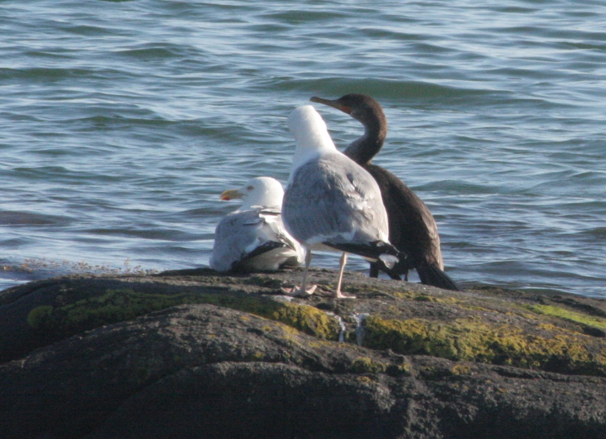 Serendipitous Ocean Birds serendipitous-ocean-birds
