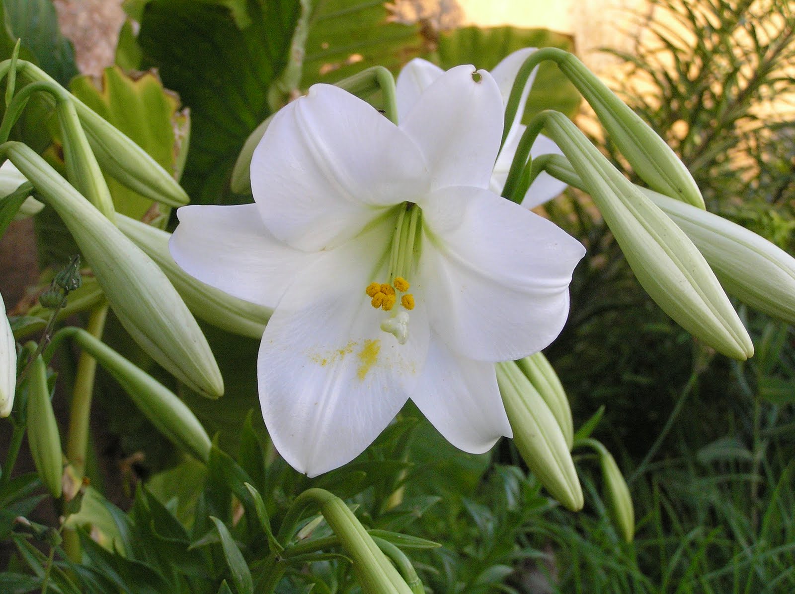 Azucenas blancas - Imagui