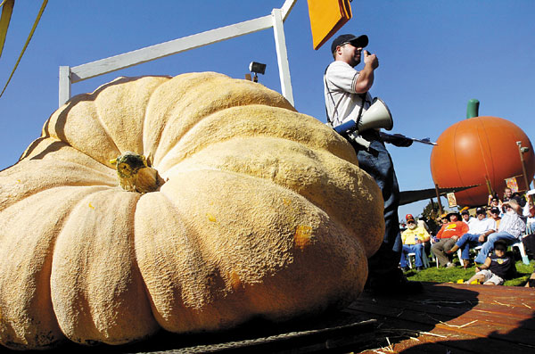 Unique PICTURE Largest Pumpkin unique-picture-largest-pumpkin