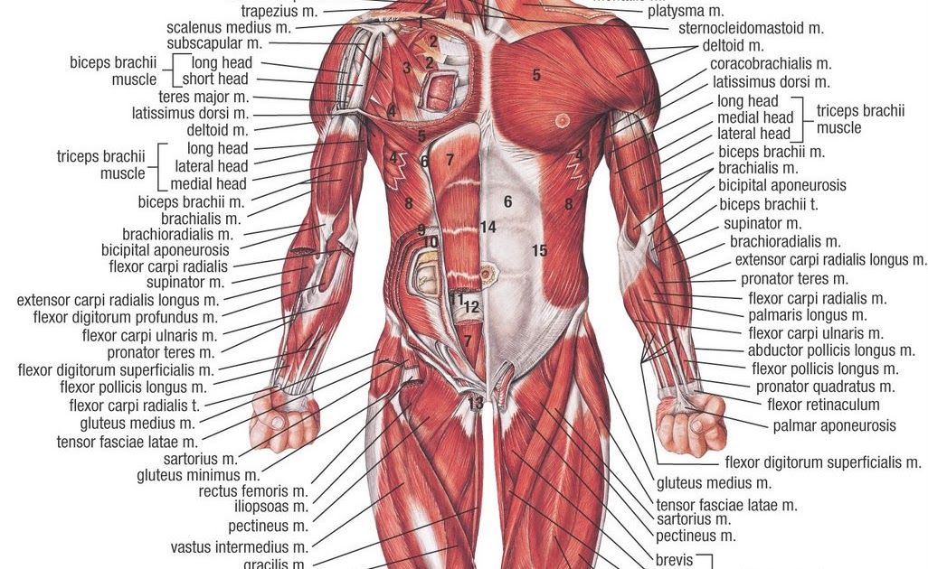 SISTEMA OSEO Y MUSCULAR: SISTEMA MUSCULAR SISTEMA OSEO Y MUSCULAR: SISTEMA MUSCULAR