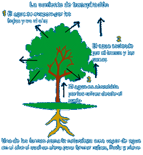 Que Es La Capilaridad Y Que Funcion Cumple En Las Plantas - Sitios ...