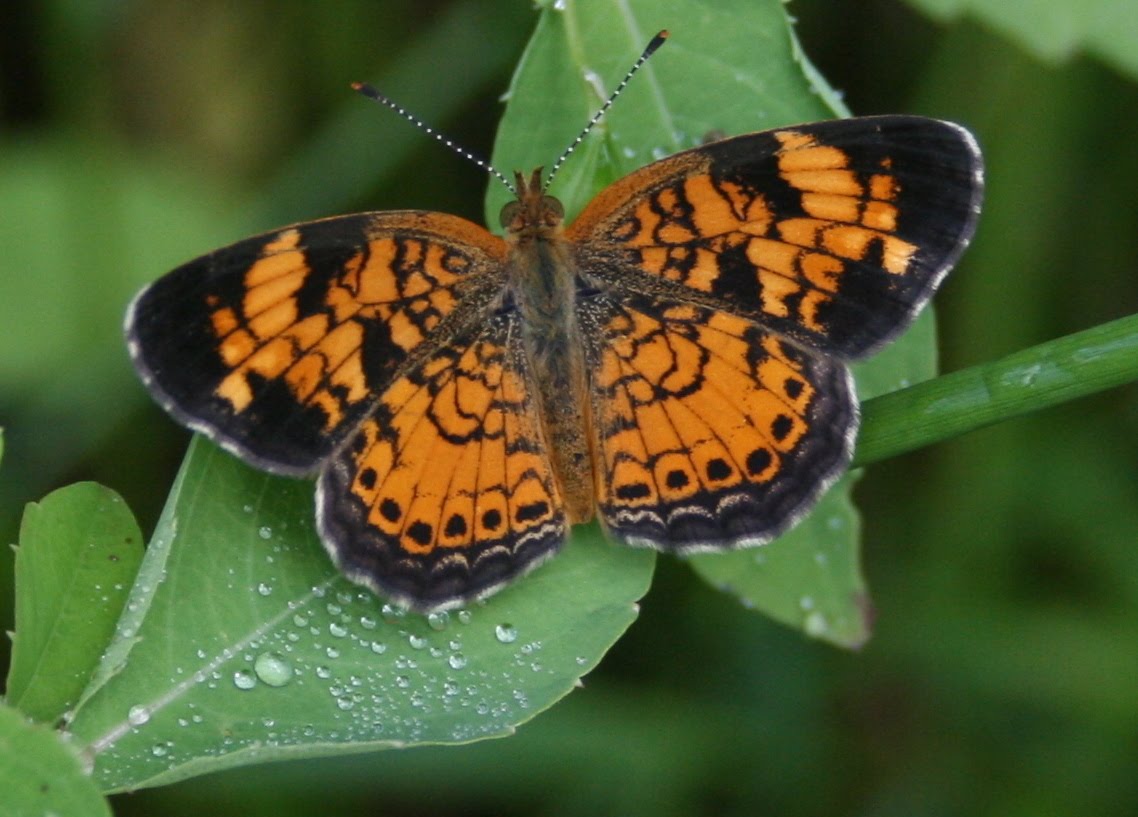 Spicebush Log The Pearl Crescent spicebush-log-the-pearl-crescent