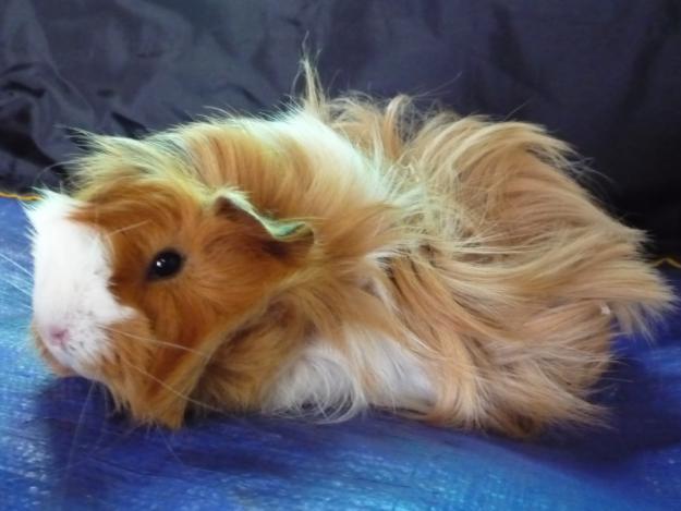 Cuyo peruano - Imagui