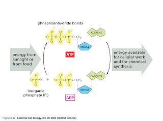 Raine: AP Biology Chapter 8