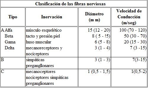 Morfologia del Sistema Nervioso: Clasificación de las fibras nerviosas