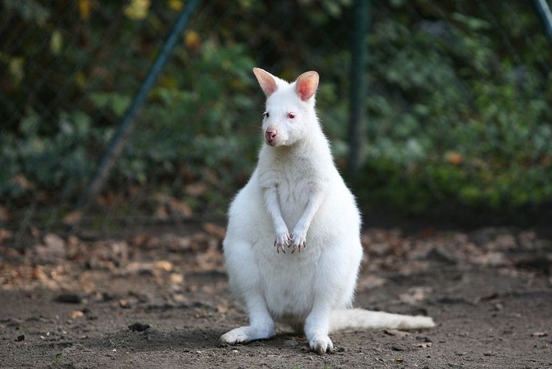 Information of The World: White Kangaroo from Australia.