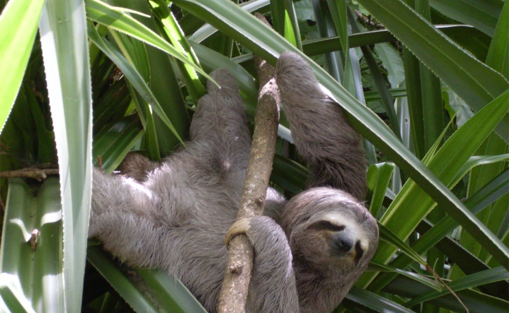 Ecolhoroscopia: Un oso perezoso rescatado en Caracas!! Ecolhoroscopia: Un oso perezoso rescatado en Caracas!!