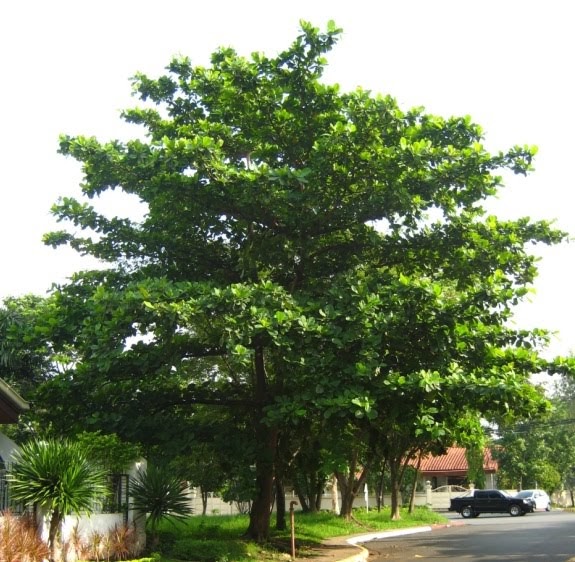 a miracle of Ipil ipil tree and other unique trees: Talisay