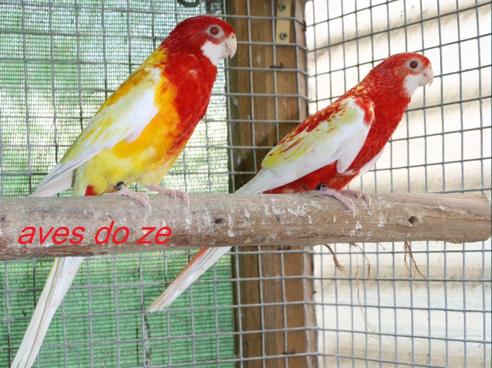 AVES DO ZE: Casal roselas