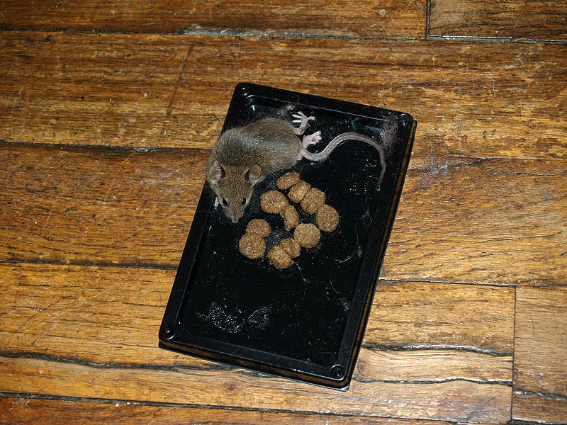 Cat Defender Sticky Loses Most Of Her Fur After She Is Ensnared In A Glue Trap Inhumanely Set cat-defender-sticky-loses-most-of-her-fur-after-she-is-ensnared-in-a-glue-trap-inhumanely-set