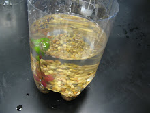 Project Eco Column: Conclusion-biotic factors