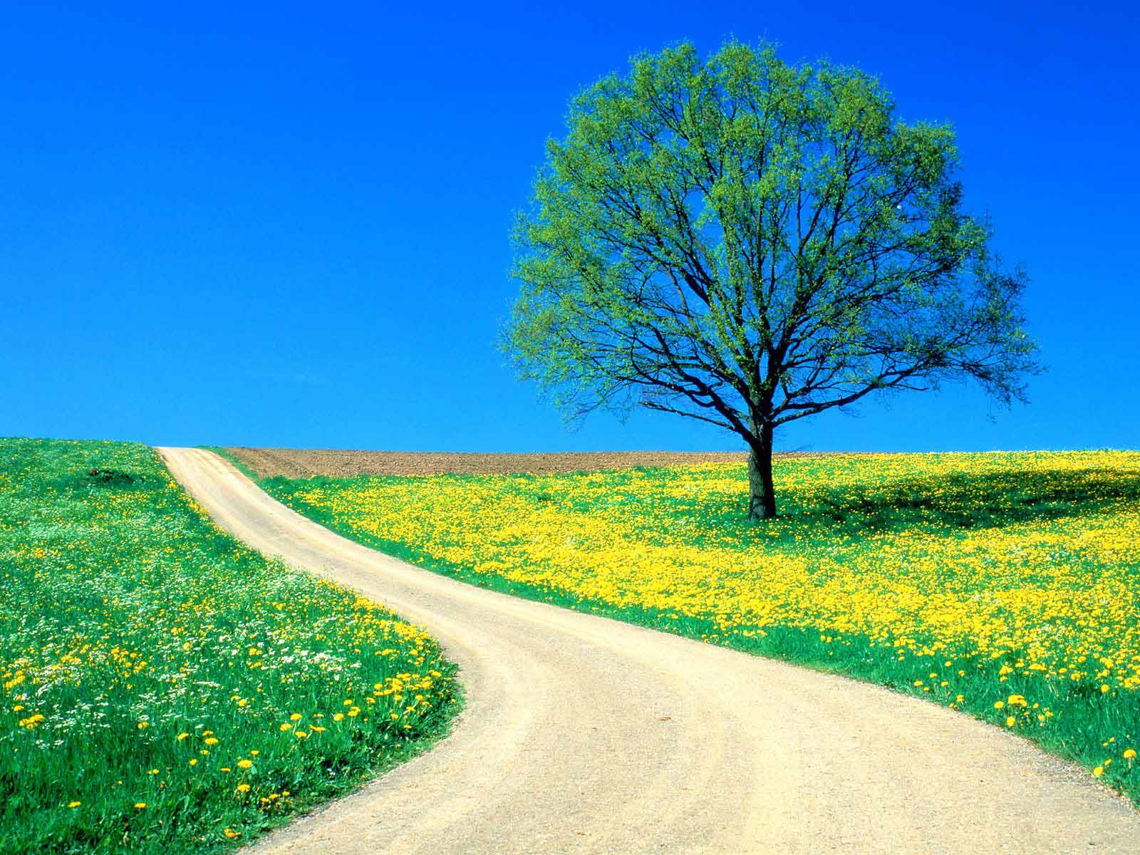 Nature Wallpapers nature-wallpapers