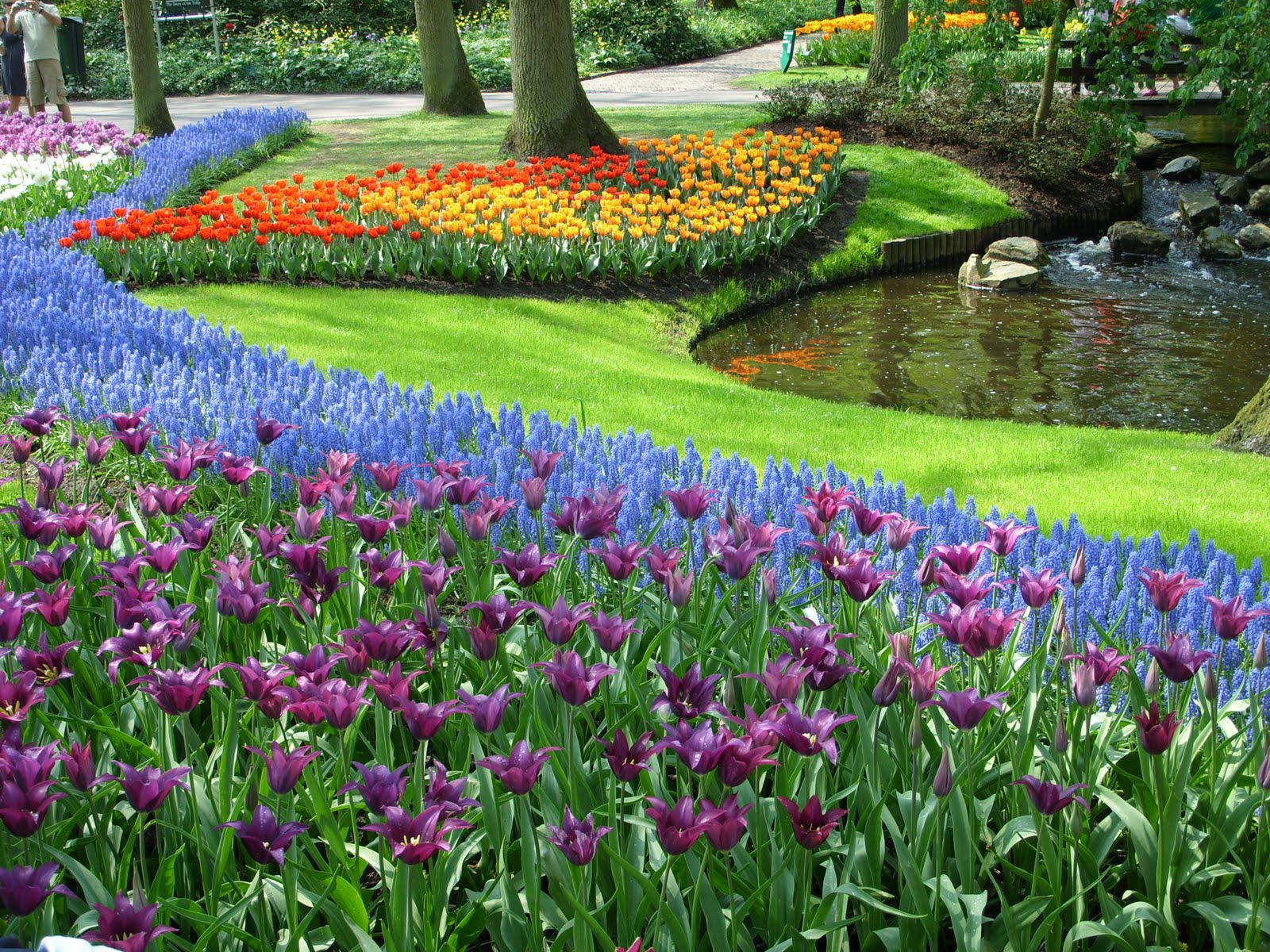 Мы в Голландии!!!: Keukenhof - страна цветов...