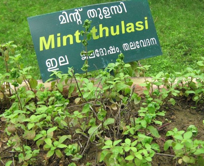 INDIAN TOUR MINT THULASI indian-tour-mint-thulasi