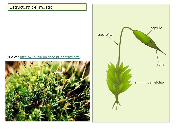Blog de Diversificación: Estructura del musgo