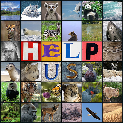 Prolonging Me Time To Speak UP Endangered Species Specie prolonging-me-time-to-speak-up-endangered-species-specie