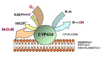 Experimentos de Bioquímica: Citocromo P450