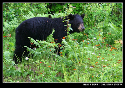 Tehachapi Pete: Killarney Provincial Park...