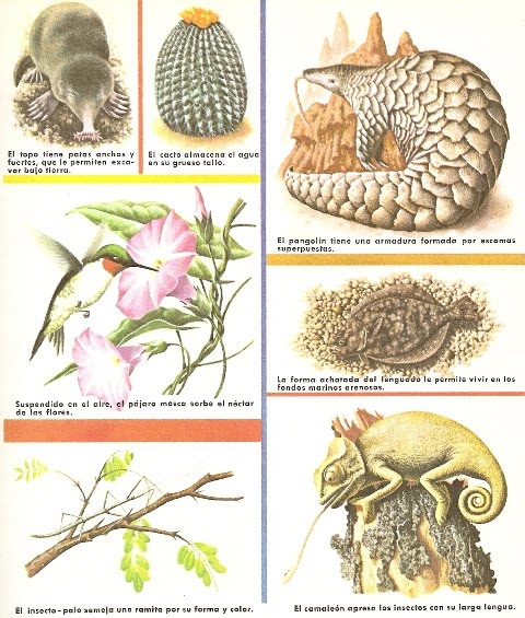 primeroa75: Adaptaciòn de animales y plantas al medio.