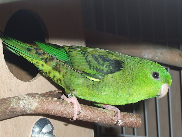 Kat Hull, breeder of Lineolated Parakeets