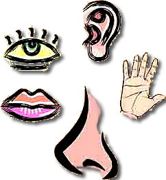 5 SENTIDOS: Los 5 sentidos del cuerpo humano