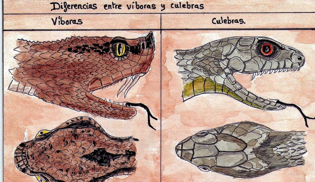 Una ventana al Delta: ¿ Serpiente, culebra o víbora