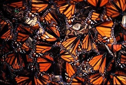 Descargando la Memoria/Unloading the Memory: Mariposa monarca / Monarch ...