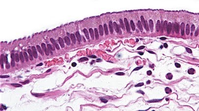 Lab Histo Odonto: Epitelio Cilindrico Simple
