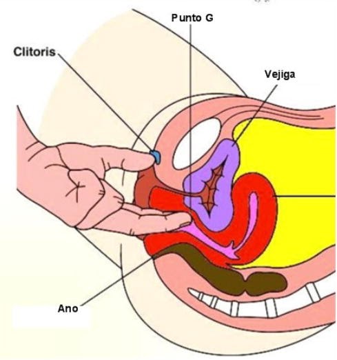 Salud: Punto G, zona de alta tensión.